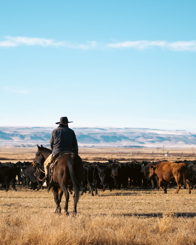TCC Ranch Club Welcome Page – Thomas Cattle Company