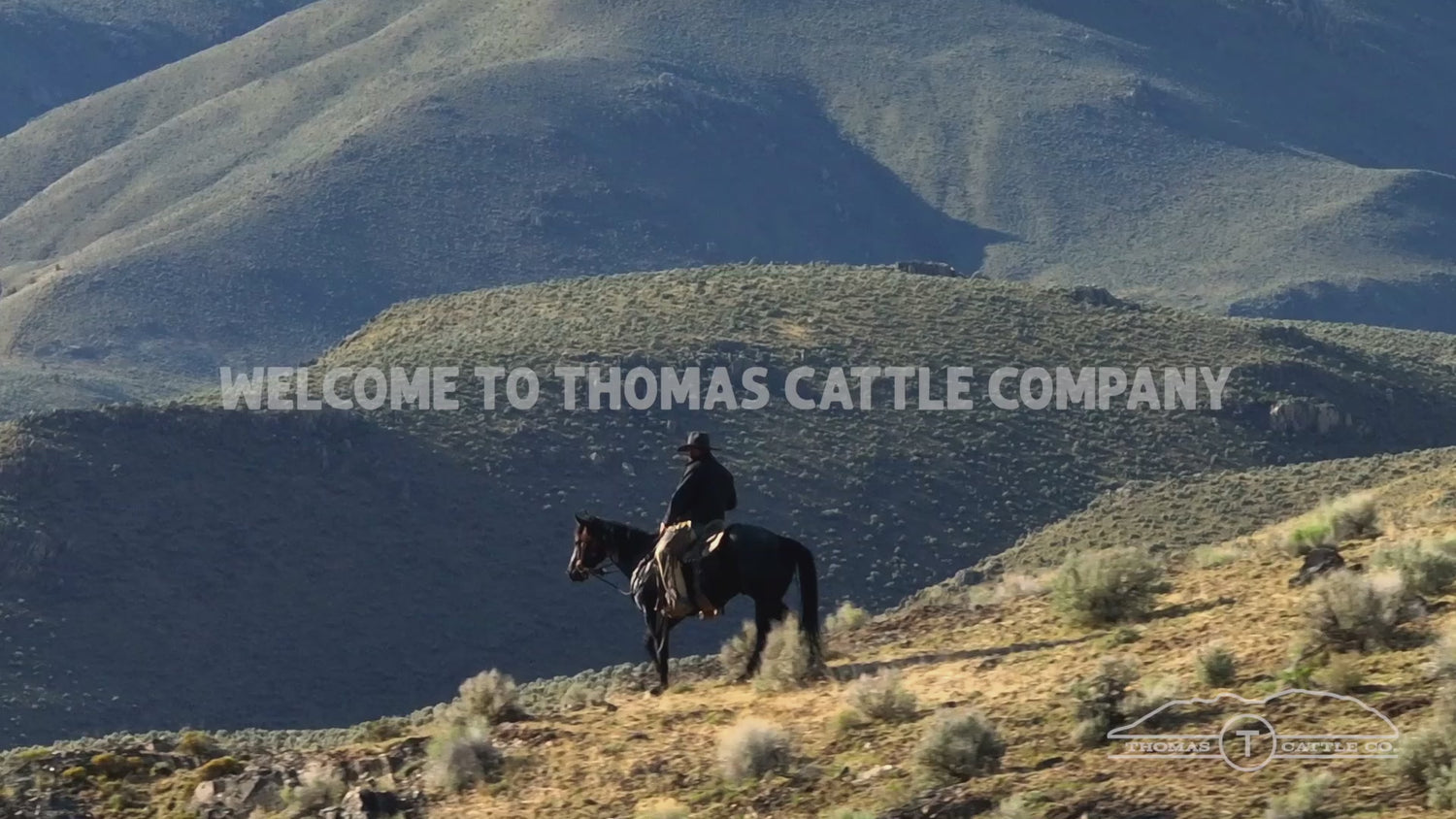 Premium Beef For Sale Online - Order Now for Freshness – Thomas Cattle ...