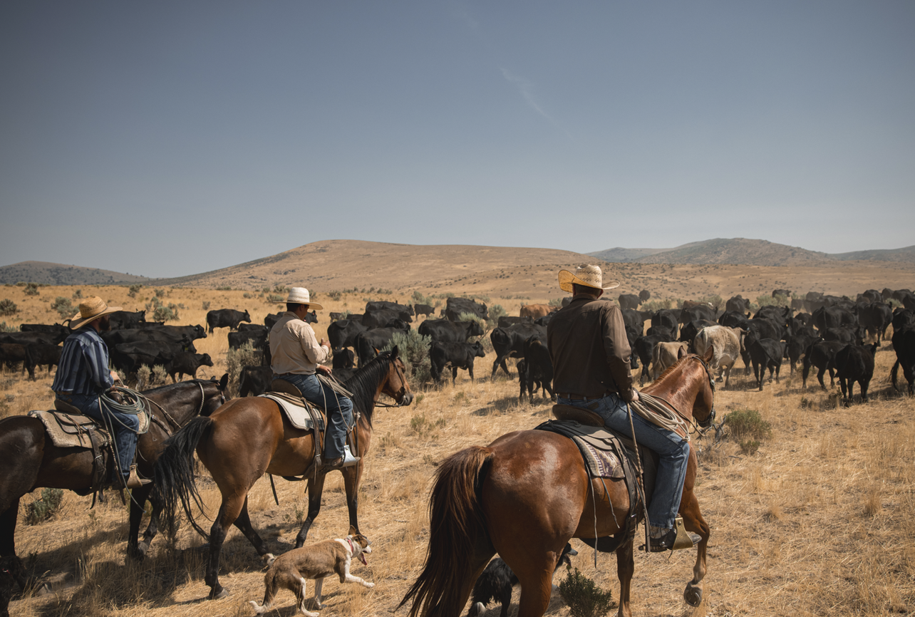 Premium Beef For Sale Online - Order Now for Freshness – Thomas Cattle ...